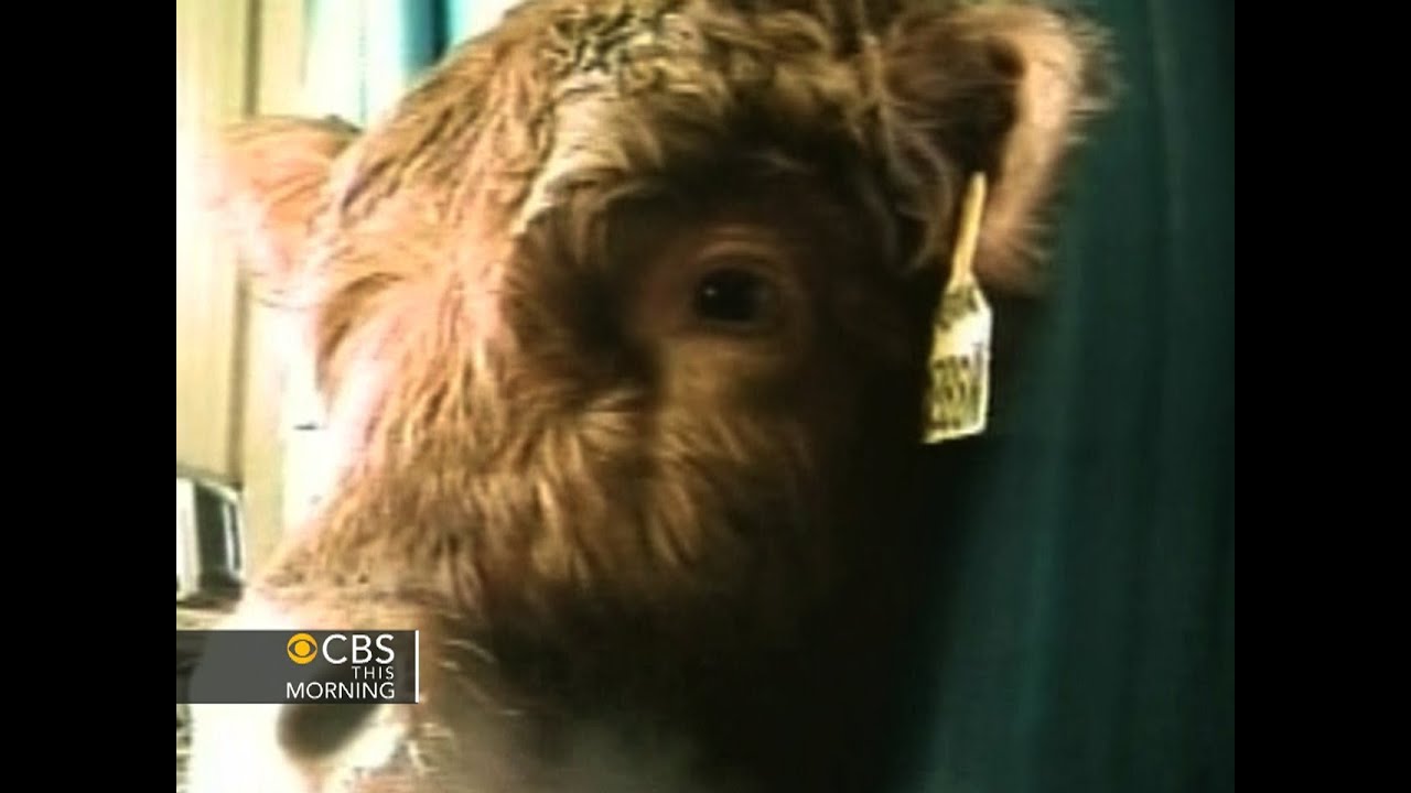 CBS This Morning - Mad cow disease returns to U.S. - YouTube