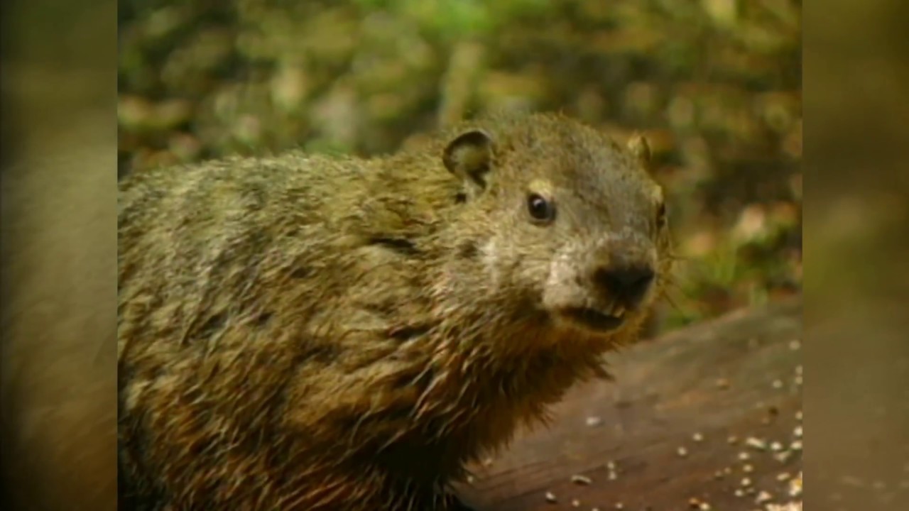 Nuisance Wildlife - YouTube