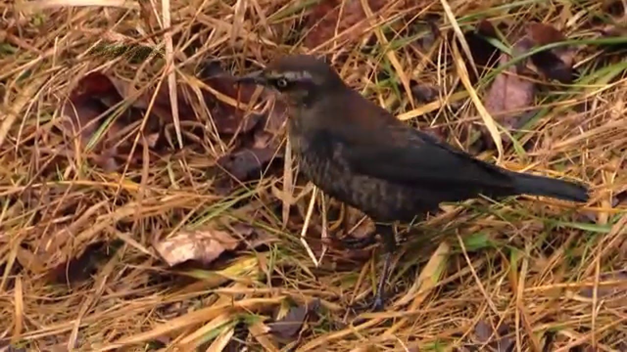 Rusty Blackbird - Fall plumage - Kensington Metropark - 50% speed ...