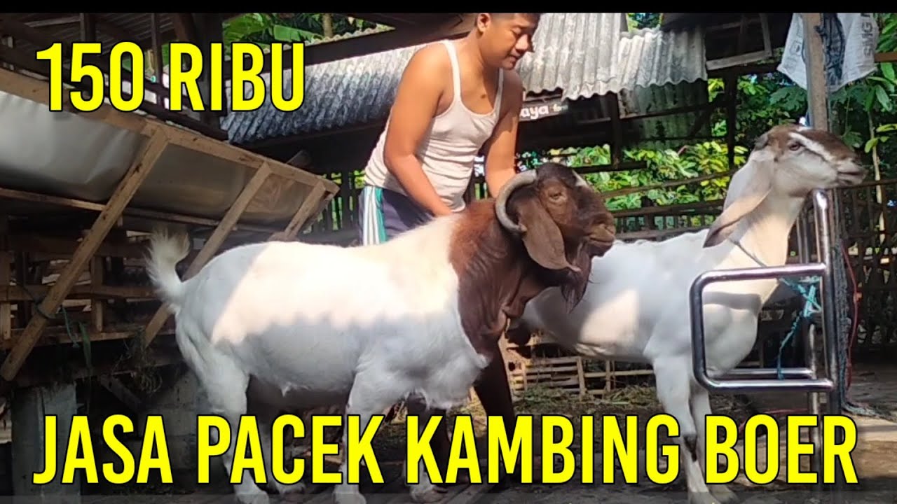 JASA PACEK KAMBING BOER BOERKAH JAYA FARM SIAP MEMBELI KEMBALI ANAKNYA ...