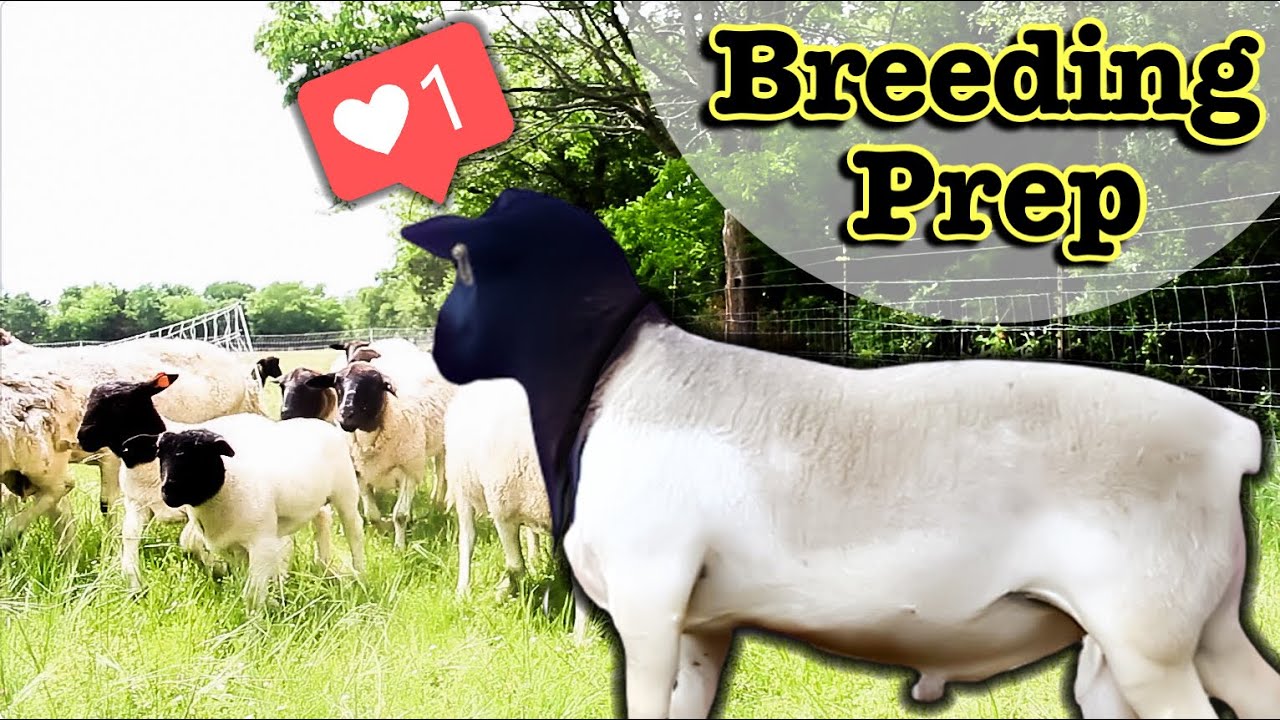 How I Breed My Dorper Sheep In-Season (NATURALLY) // Breeding Sheep on ...