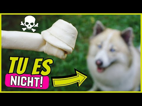 7 Kauknochen, die du deinem Hund niemals geben darfst ⚠