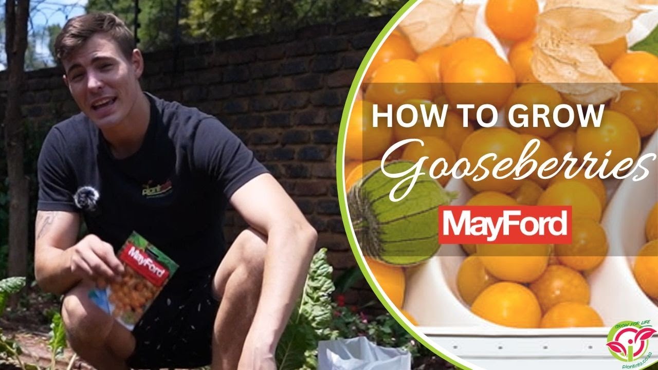 How to grow Gooseberries from seed - YouTube