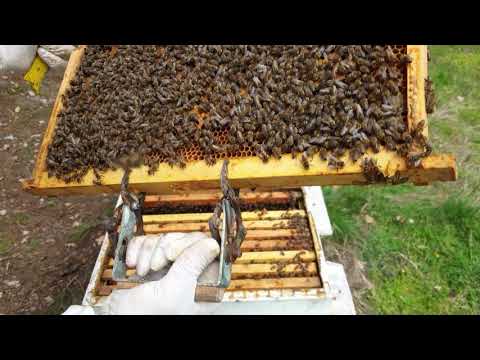 Kıytırık Kat Atma | Bir Koloninin Hayat Seyri 13