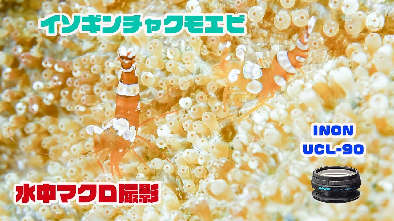 【イソギンチャクカクレモエビ】INON UCL-90 4K動画 - YouTube