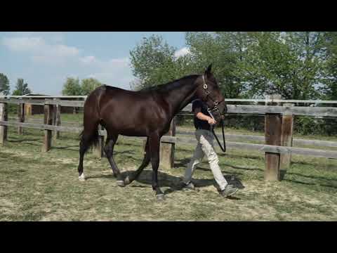 KILLIAM FROMENTRO - ITS N. 24