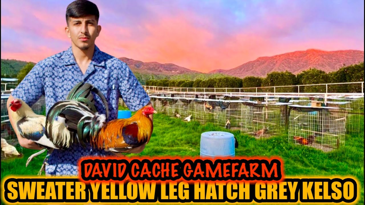 Sweater Yellow Leg Hatch Grey Kelso ~ DAVID CACHE GAMEFARM - YouTube