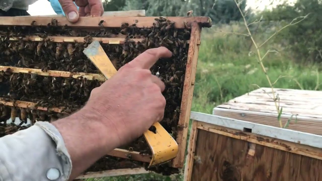 Queen Rearing Part 2 Grafting - YouTube