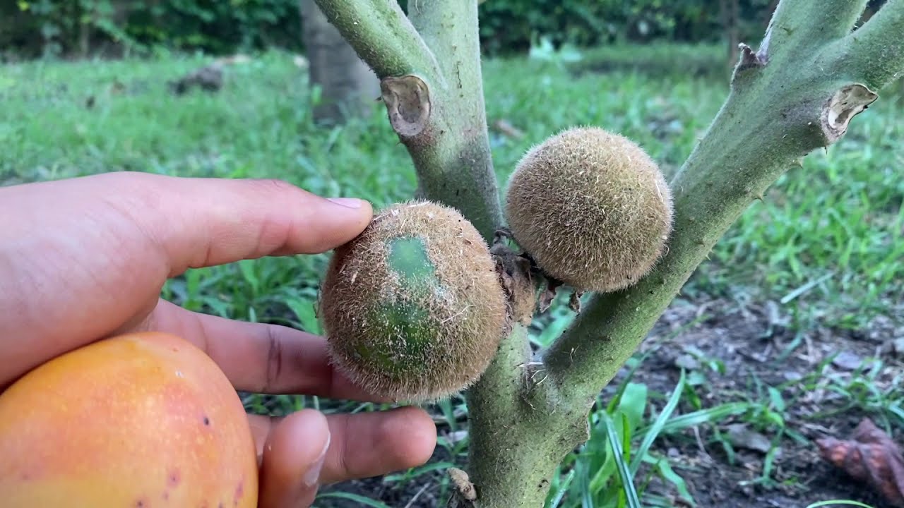 Tropical Fruit Farm Tour in Colombia 2020 - YouTube