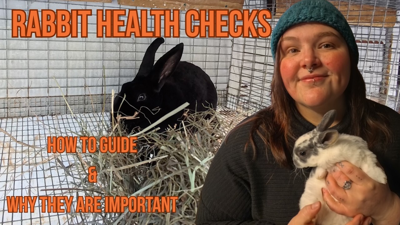 Rabbit Health Checks- A how to Guide - YouTube