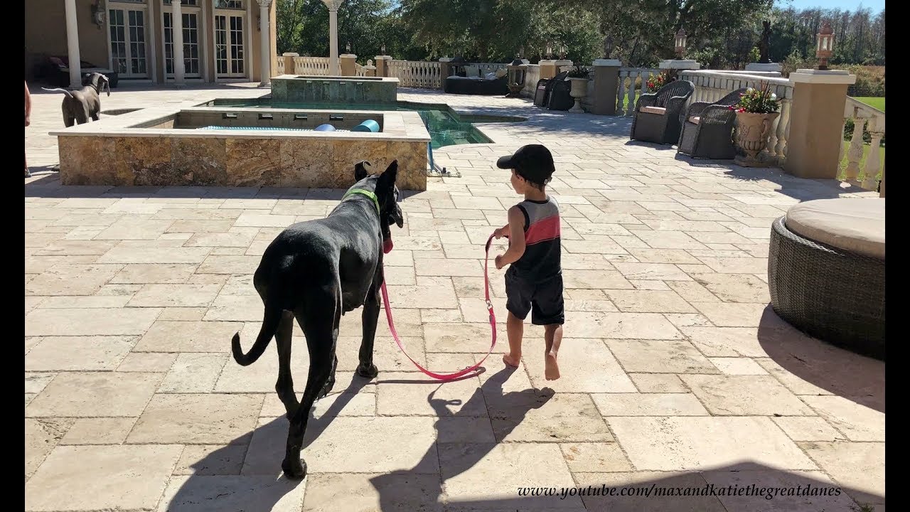 Can A Child Ride A Great Dane