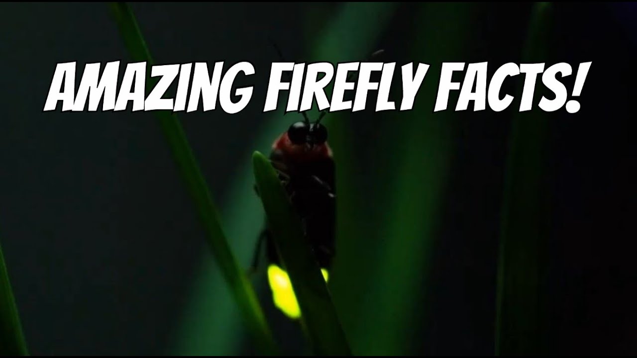 Amazing Firefly Facts, Discover Nature’s Glowing Insects! #firefly # ...