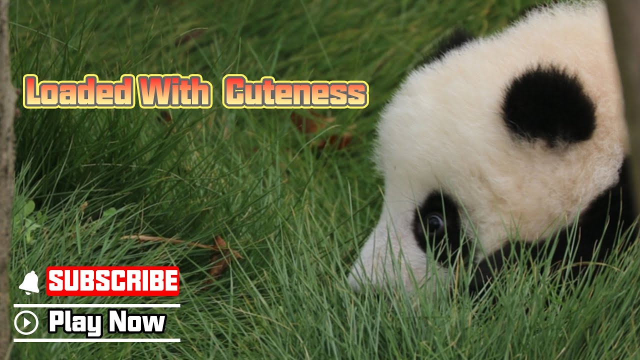 Close Up Of Panda Cub Crawling Melts Your Heart | iPanda - YouTube