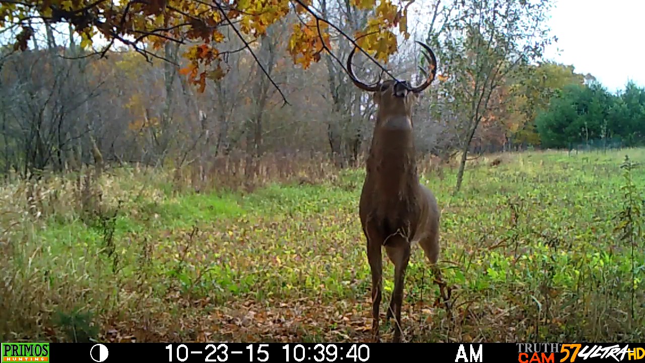 Buck making scrape - YouTube