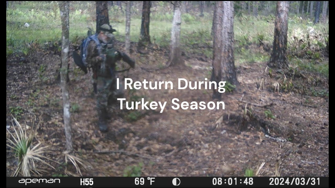 Game Cameras At My Turkey Hunting Area (Green Swamp) - YouTube