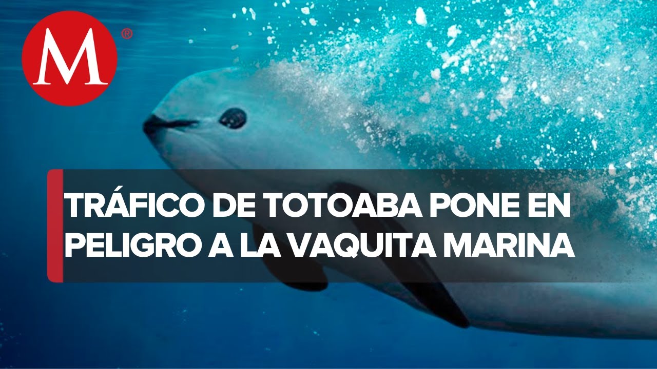 Así operaba el Cártel de la Totoaba, poniendo en riesgo a la vaquita ...