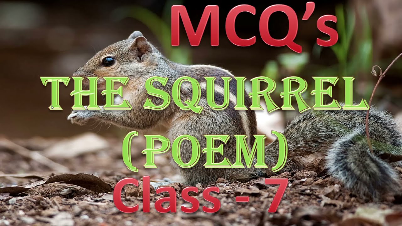 MCQ's 💯| Poem-1| The Squirrel 🐿️| Class 7th | NCERT Honeycomb - YouTube