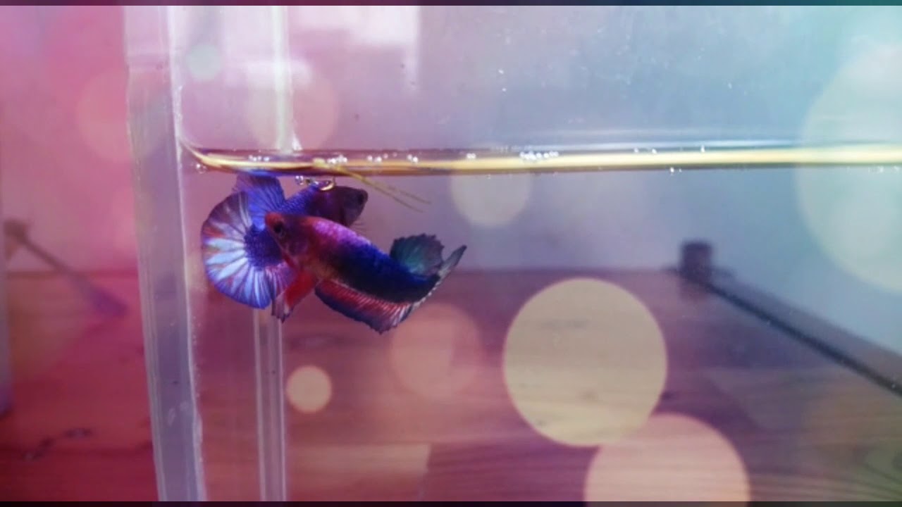 Ikan Cupang jenis Fancy 😱😍, Edisi dirumahkan saja. - YouTube