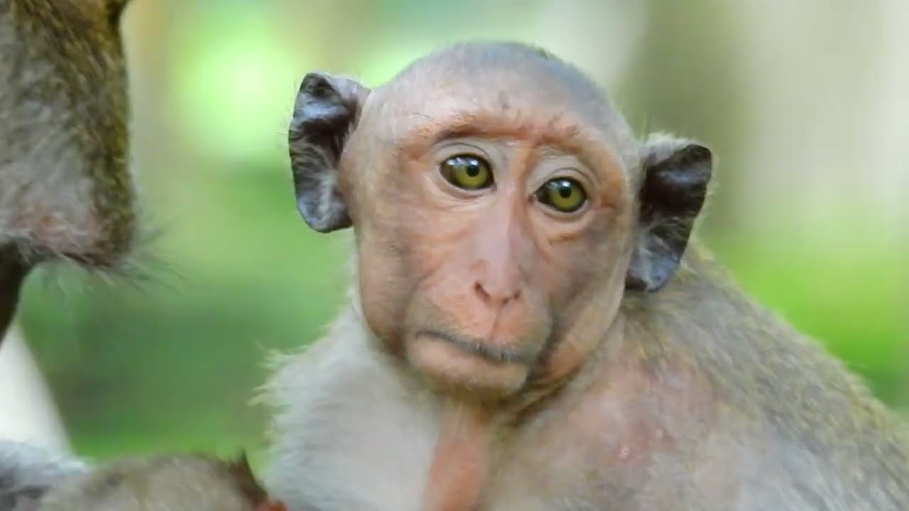 JINX VERY SAD AND JEALOUS JASPER STAYING CLOSE AND NURES FROM JADE ...