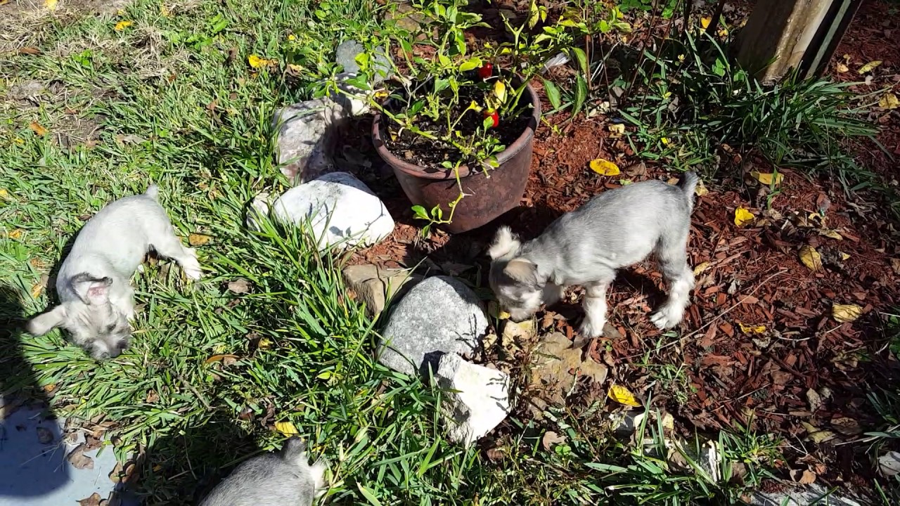 Puppies playing outside - YouTube