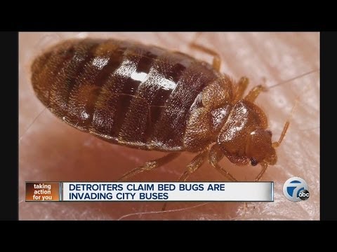 Can You Get Bedbugs From The City Bus