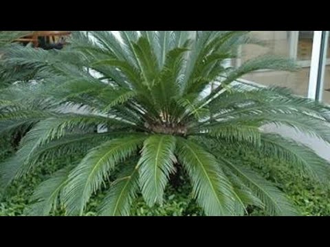 BSc 2 Medical Cycas Leaf Traces Anatomy of Leaf, Rachis,Stem - YouTube