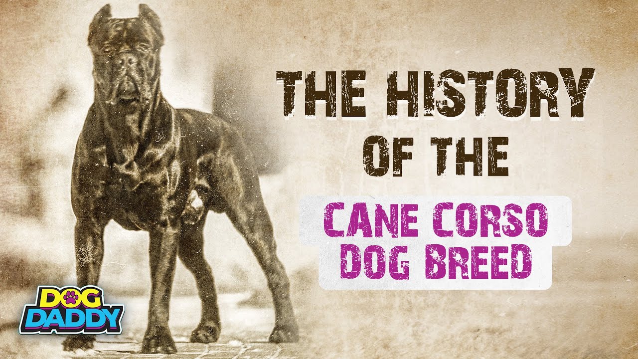 The History of The Cane Corso Dog Breed - YouTube