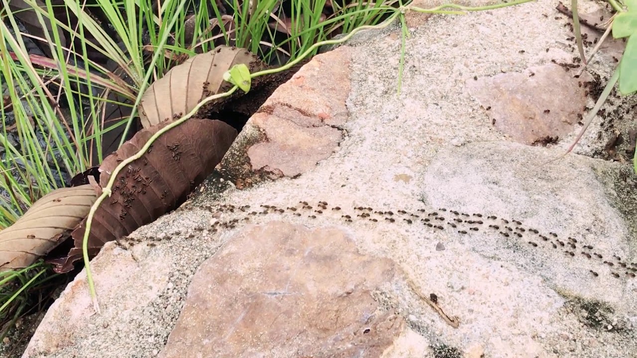 Walking ant - YouTube