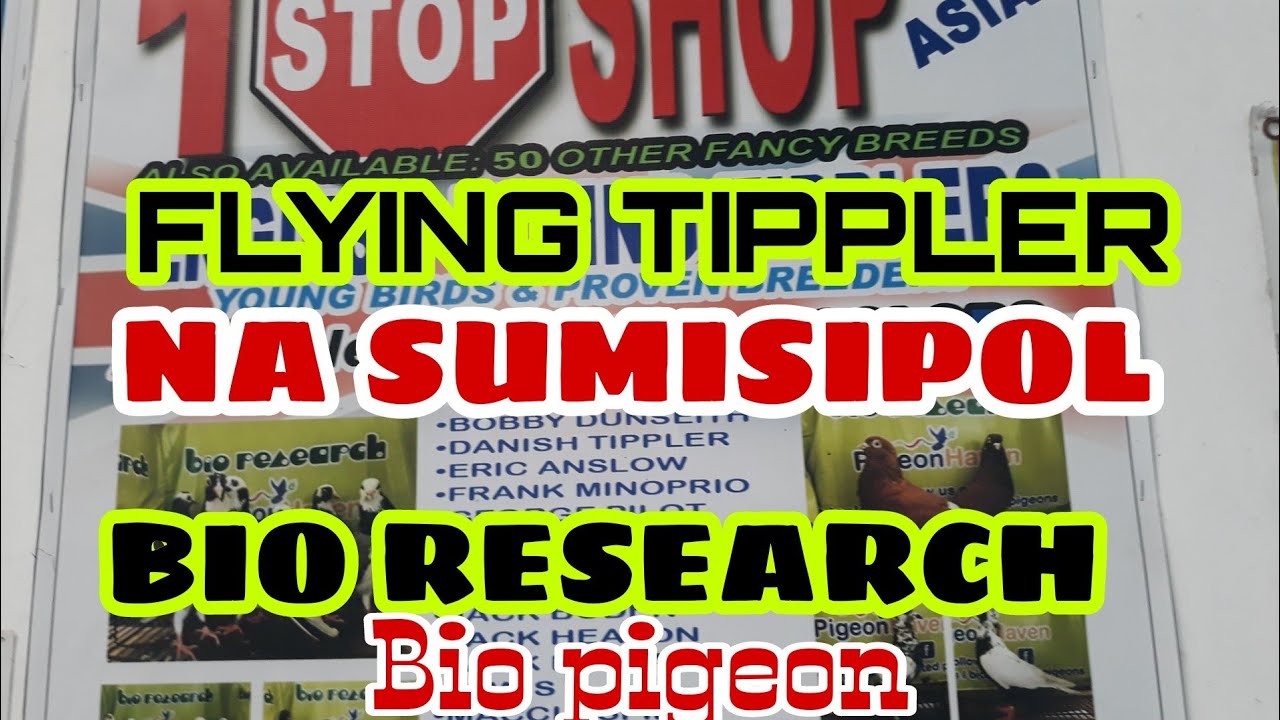 BP_12 FLYING TIPPLER NA SUMISIPOL BIORESEACH BIOPIGEON - YouTube