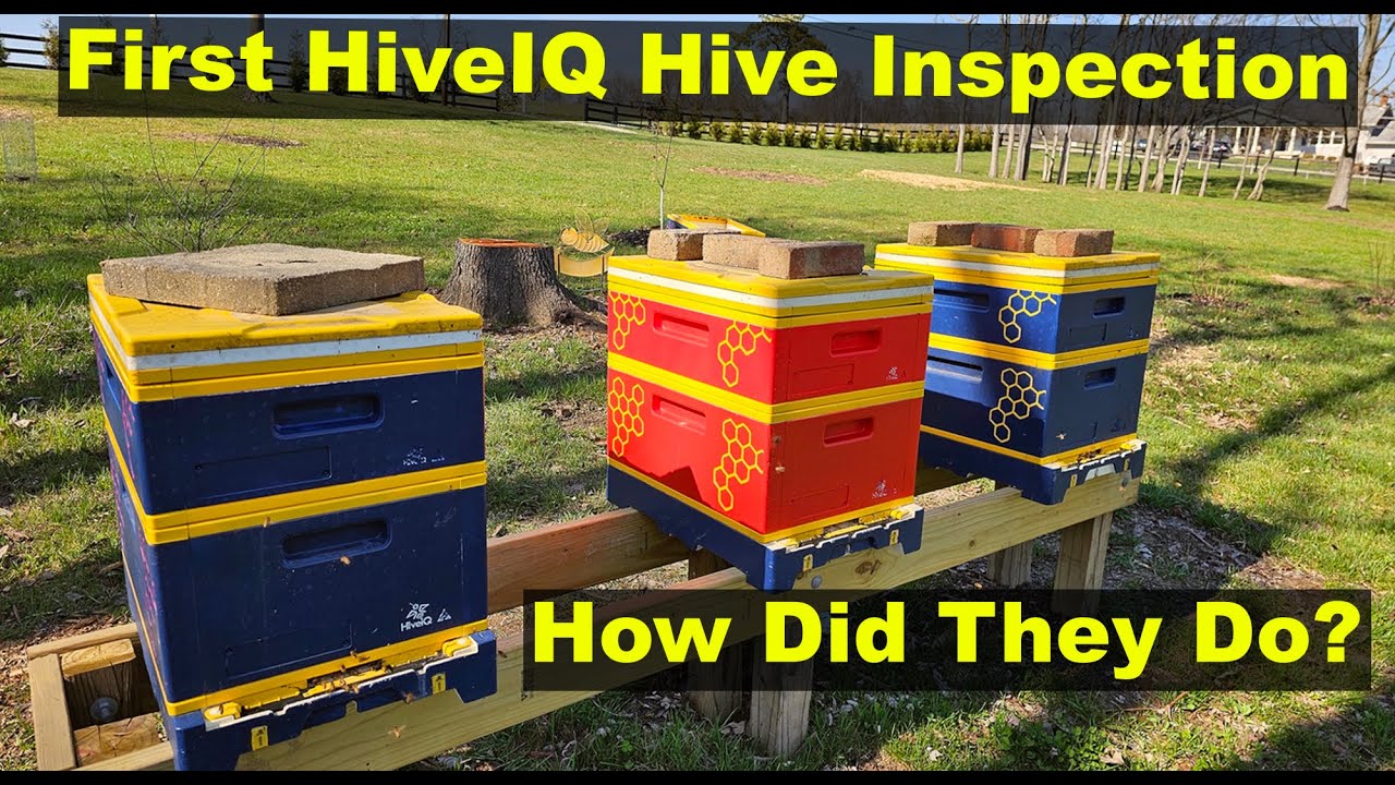 First HIVE IQ Inspection How did BEES Do? - YouTube