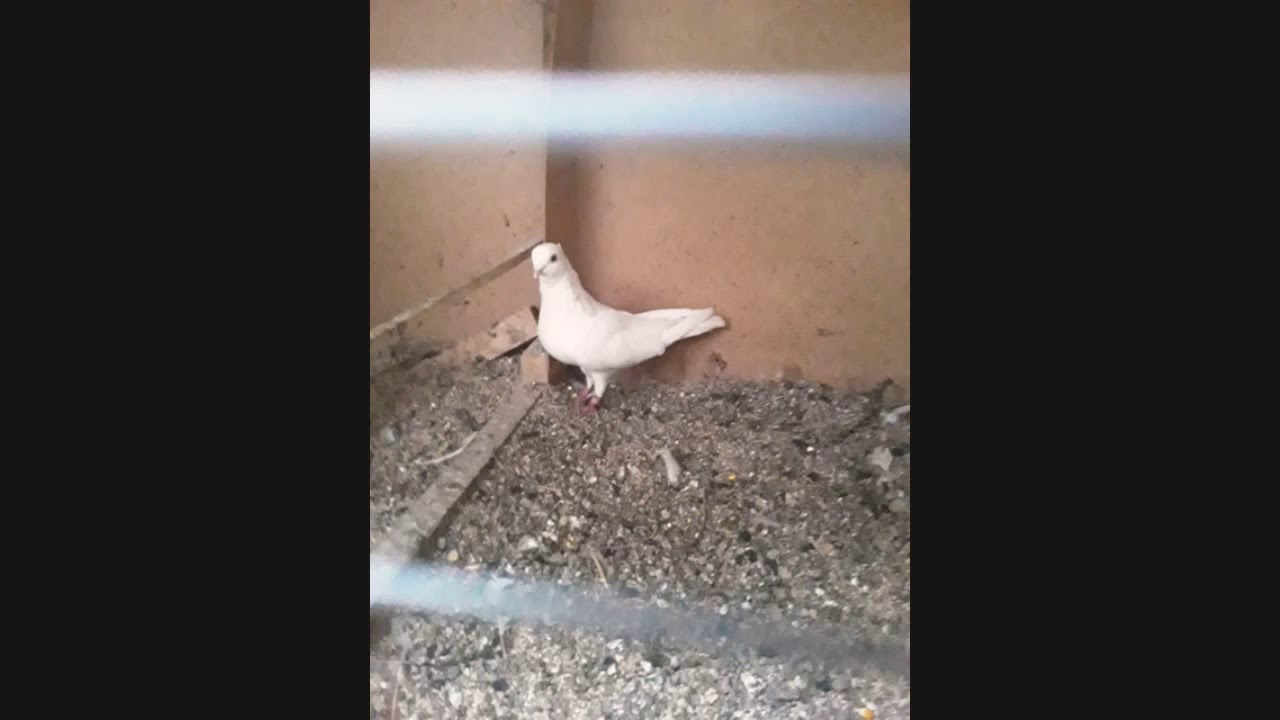 Kabutarlar каптарлар - YouTube