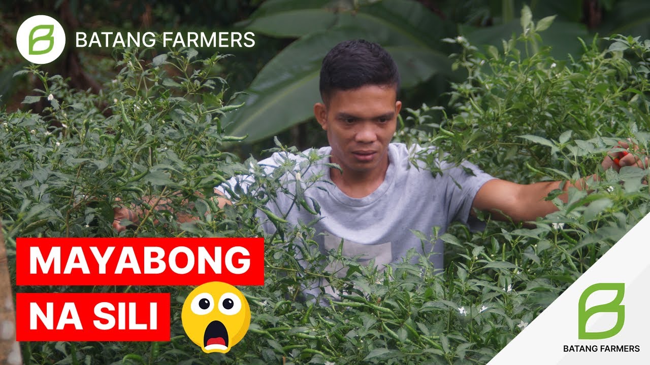 MAYABONG: Hindi Ka Makakadaan Sa Sobrang Taas At Kapal Ng Aming Sili ...