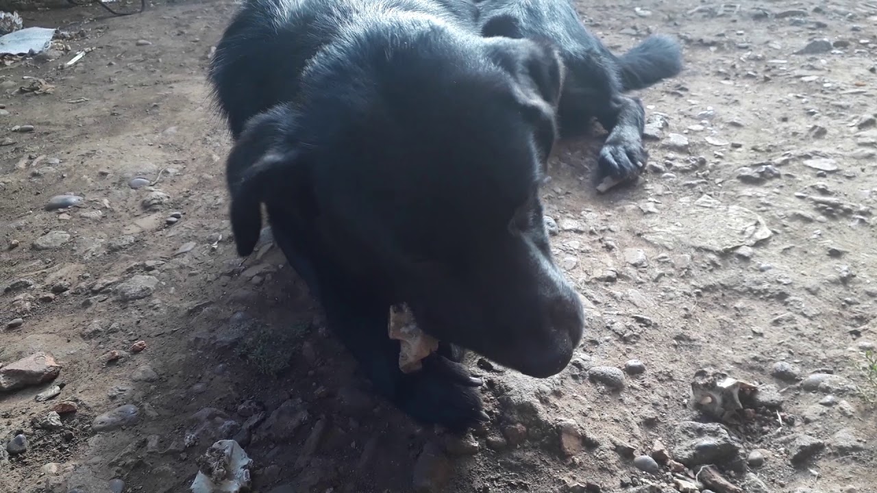 Perro comiendose el menso hueso - YouTube