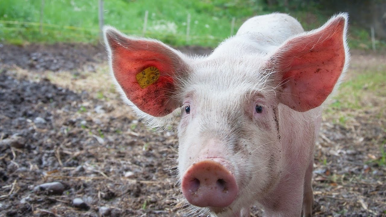Pig animals Fight in islamabad Pakistan - YouTube