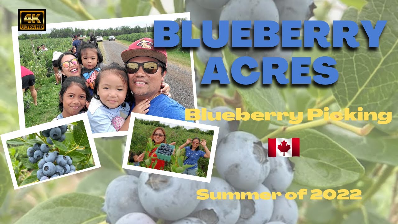 BLUEBERRY ACRES, Nova Scotia / Blueberry Picking 2022 - YouTube
