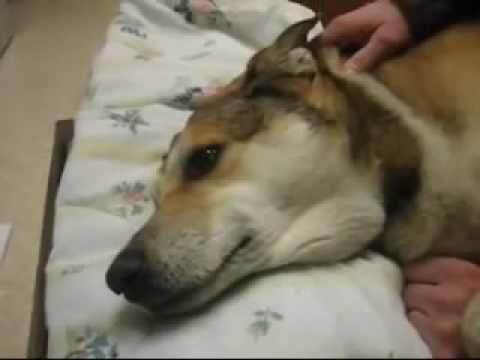 Dog Being Put Down #1 - YouTube