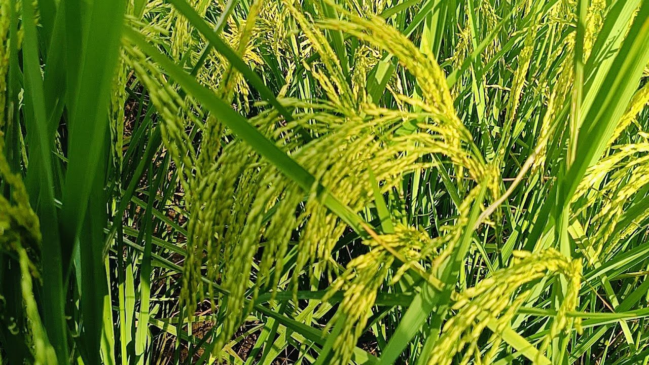 Buhay ng may PALAYAN - YouTube