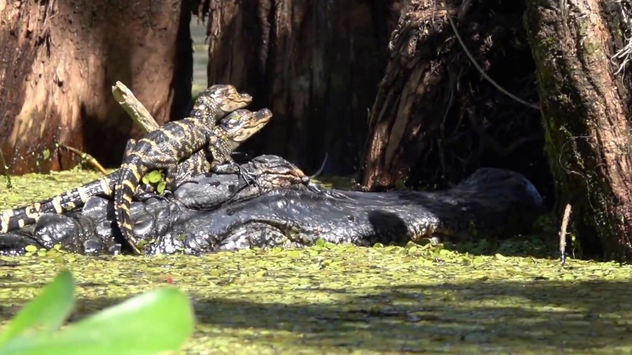 Mama alligator with a few of her babies - March 6, 2018 - YouTube