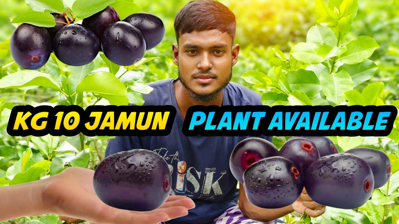 Kg 10 Jamun/Thai king jamun plant available all over India delivery ...