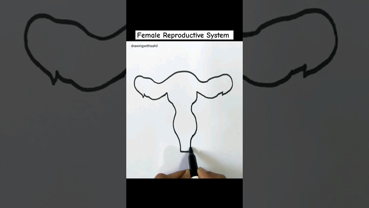 female reproductive system easy to draw #shorts #art #drawing - YouTube