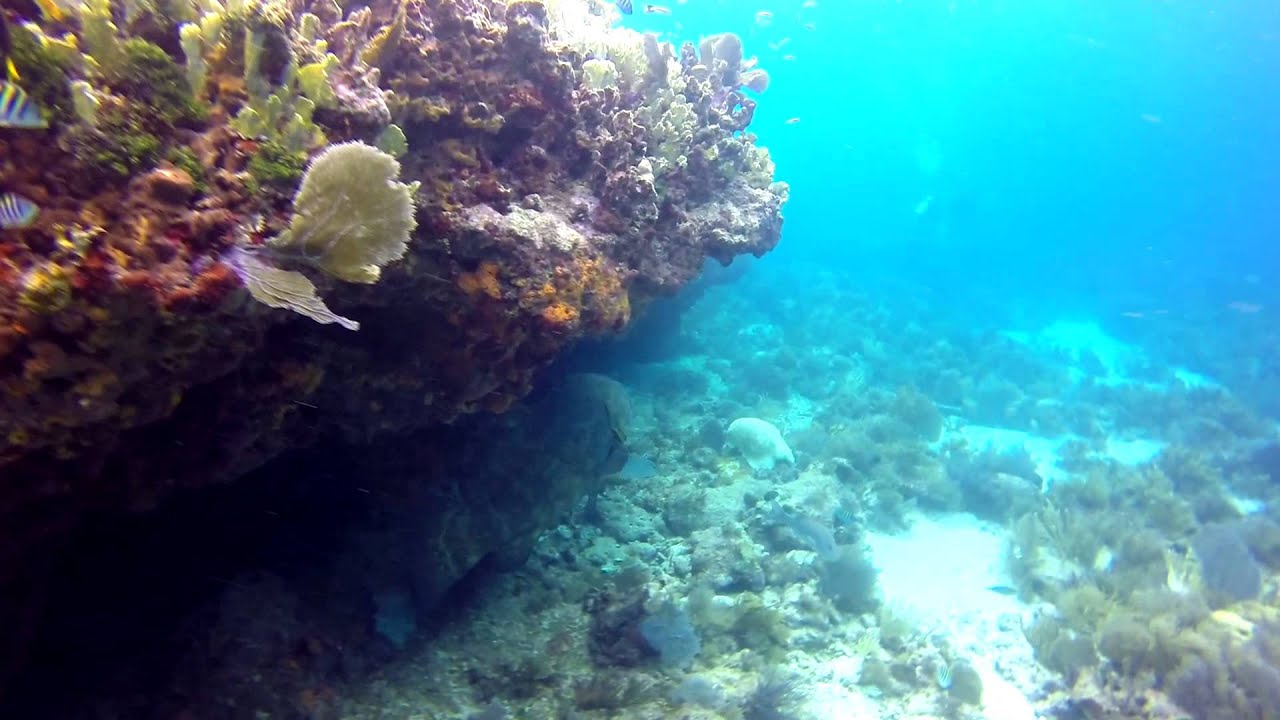 Goliath Grouper - Fire Coral Cave, Key Largo, FL - Ocean Divers - YouTube