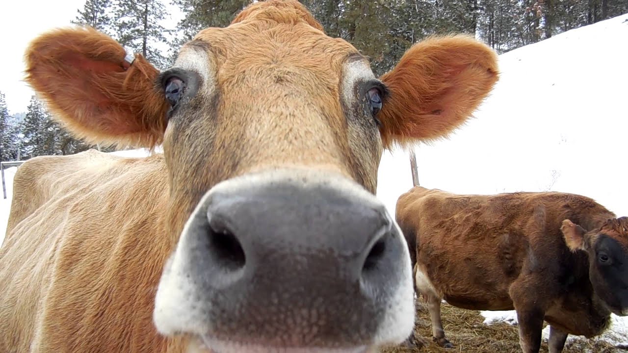 Jersey Cow in Labor - YouTube