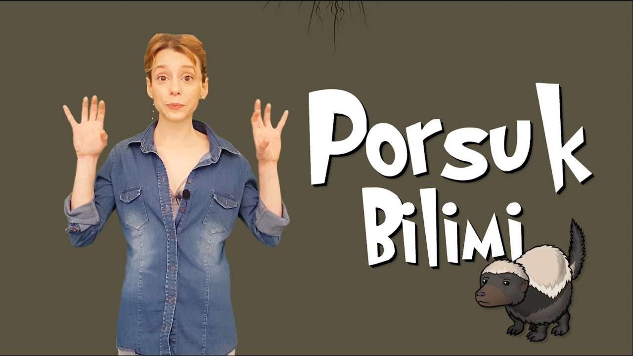 Porsuk Bilimi - Bal Porsuğu - YouTube