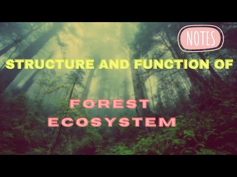 STRUCTURE AND FUNCTION OF FOREST ECOSYSTEM - YouTube
