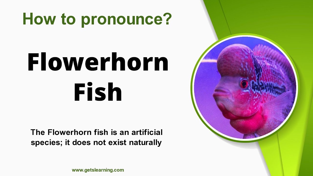 How to pronounce (Flowerhorn Fish) in English Correctly - YouTube