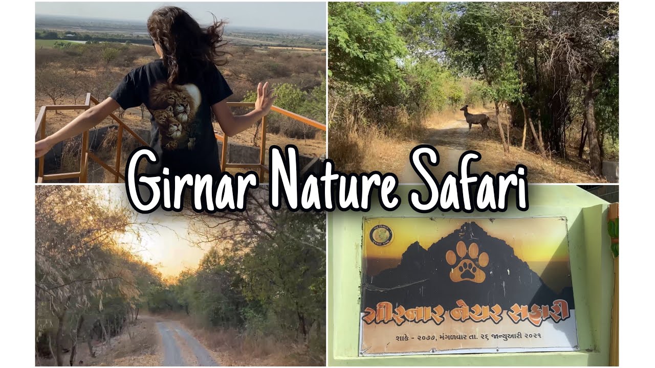 Unique Experience in GIRNAR NATURE SAFARI #junglesafari #lion # ...