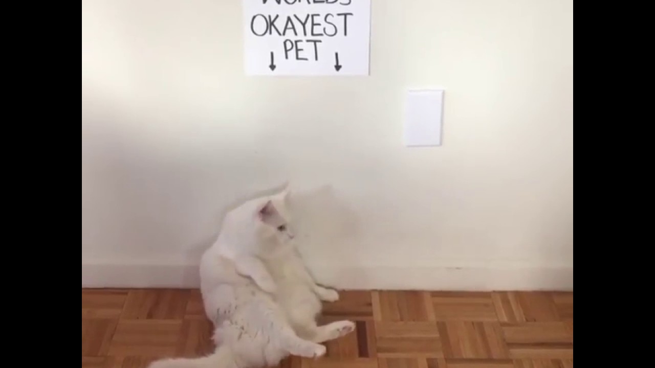 Worlds okayest cat - YouTube