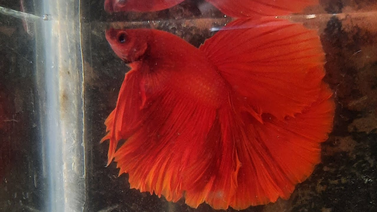 Super Red Fullmoon Betta - YouTube