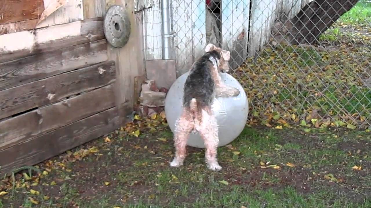 Crazy dog with exercise ball - YouTube