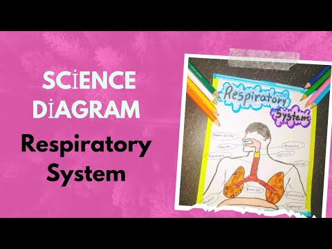 how to make respiratory system |science diagram|school project ...